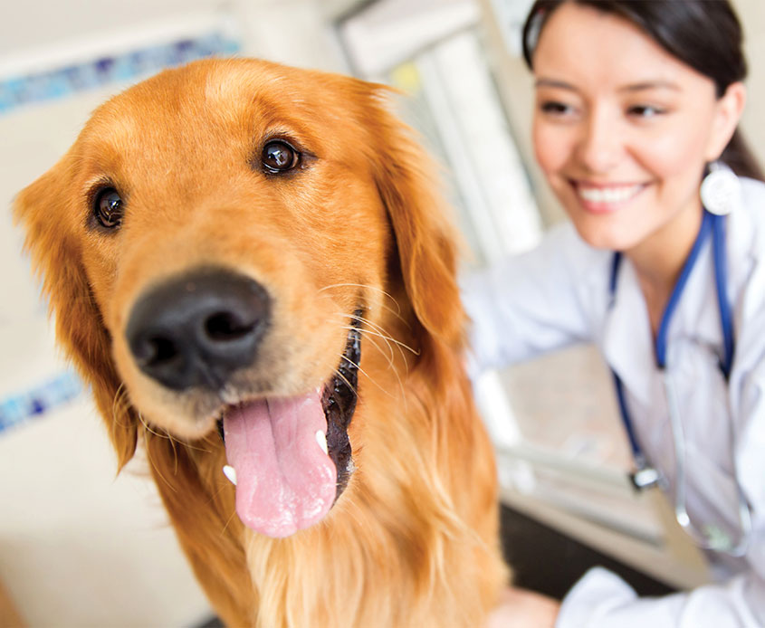 Hill's FAB Club - About